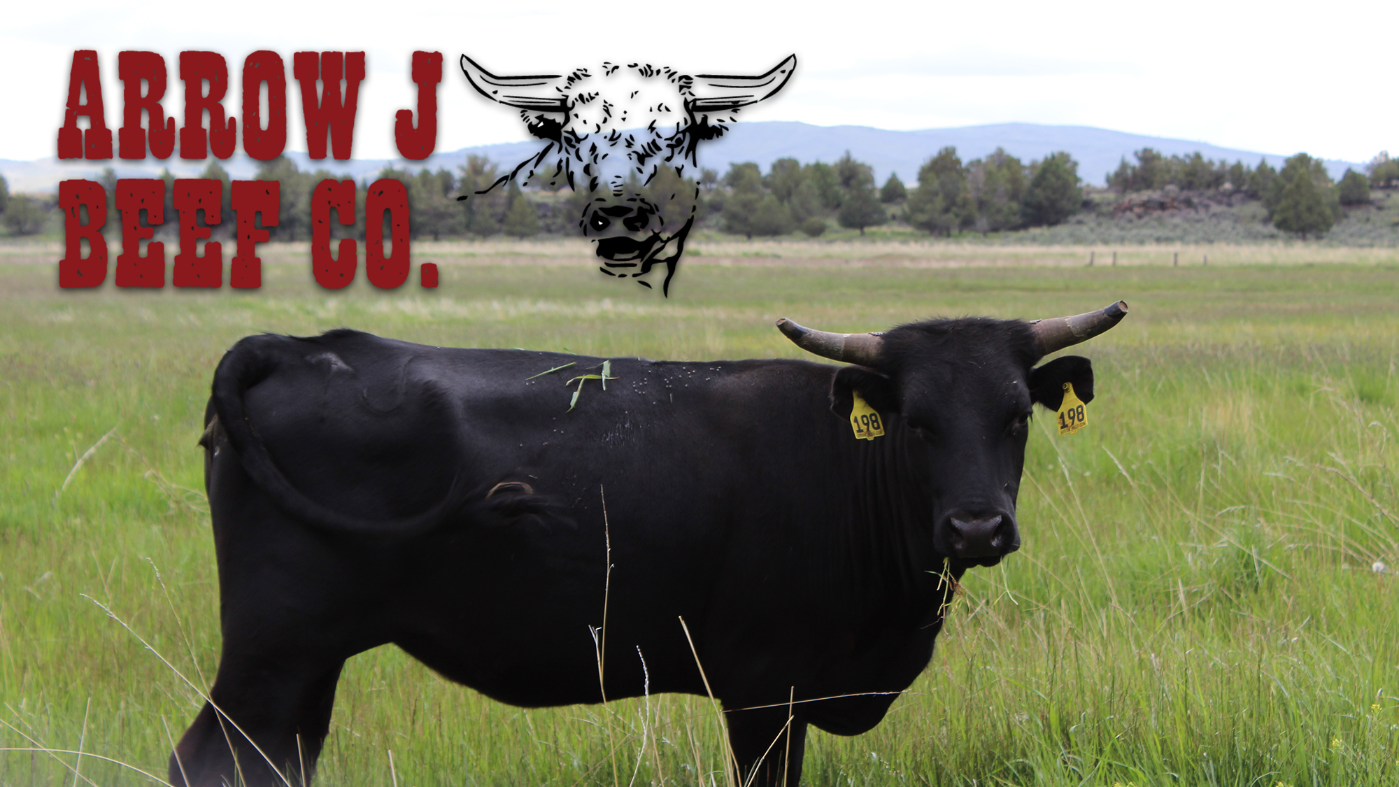 Brand Profile - Arrow J Beef - Look What John Did